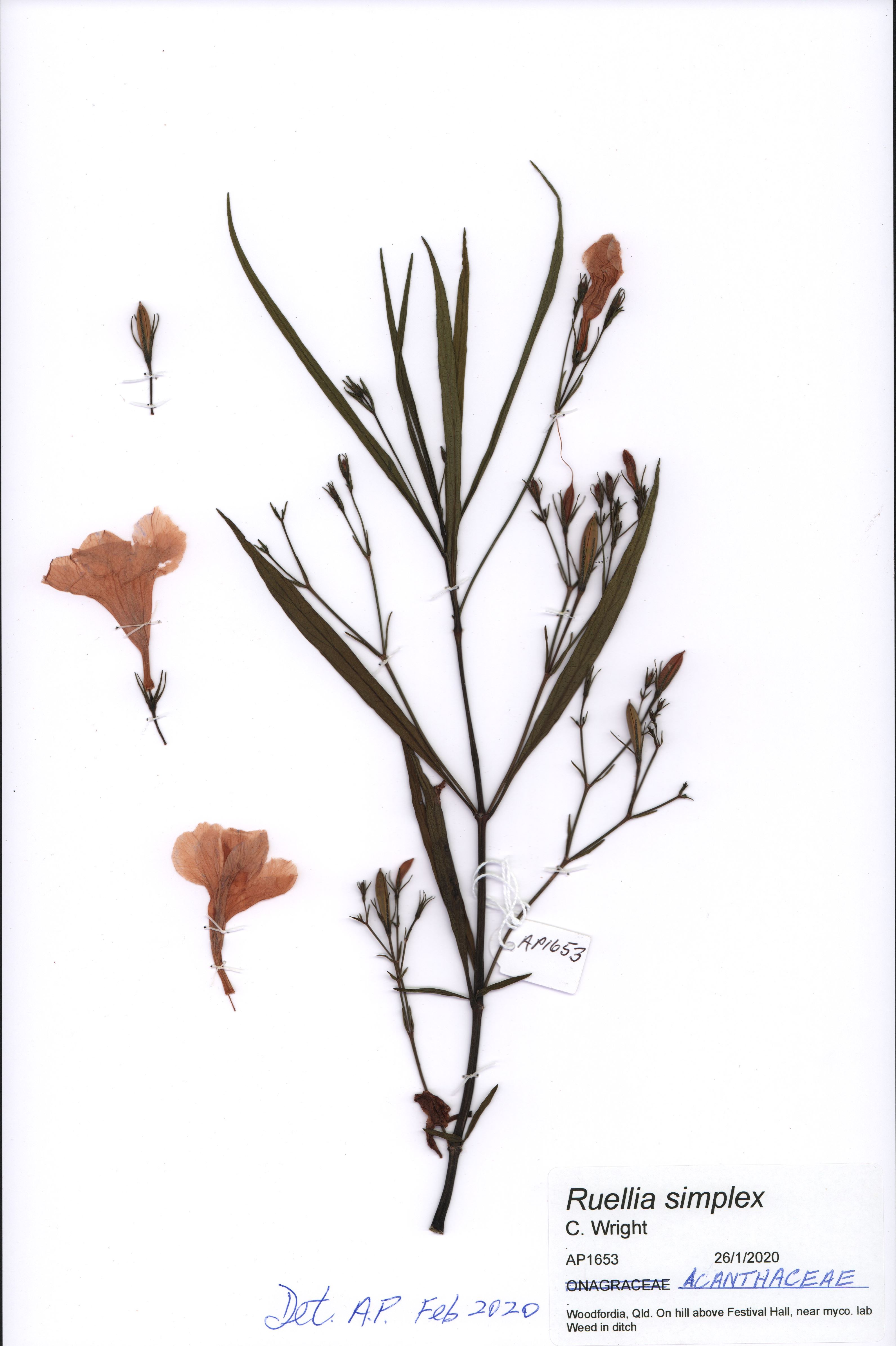 Herbarium specimens – Andrew' Pengelly's Herbal Field School